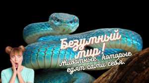 Безумный мир! Животные, которые едят сами себя.