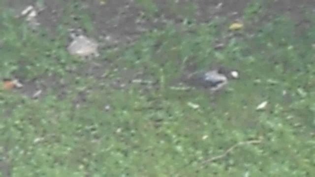 Ворона ест и прячет еду 634634564 DSCN4696