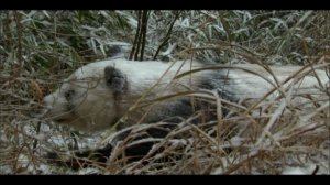 Спасение панды (Saving the Panda)