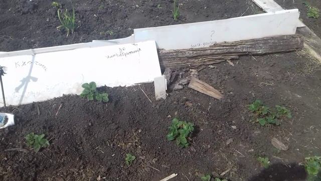 Весенняя обработка клубники.