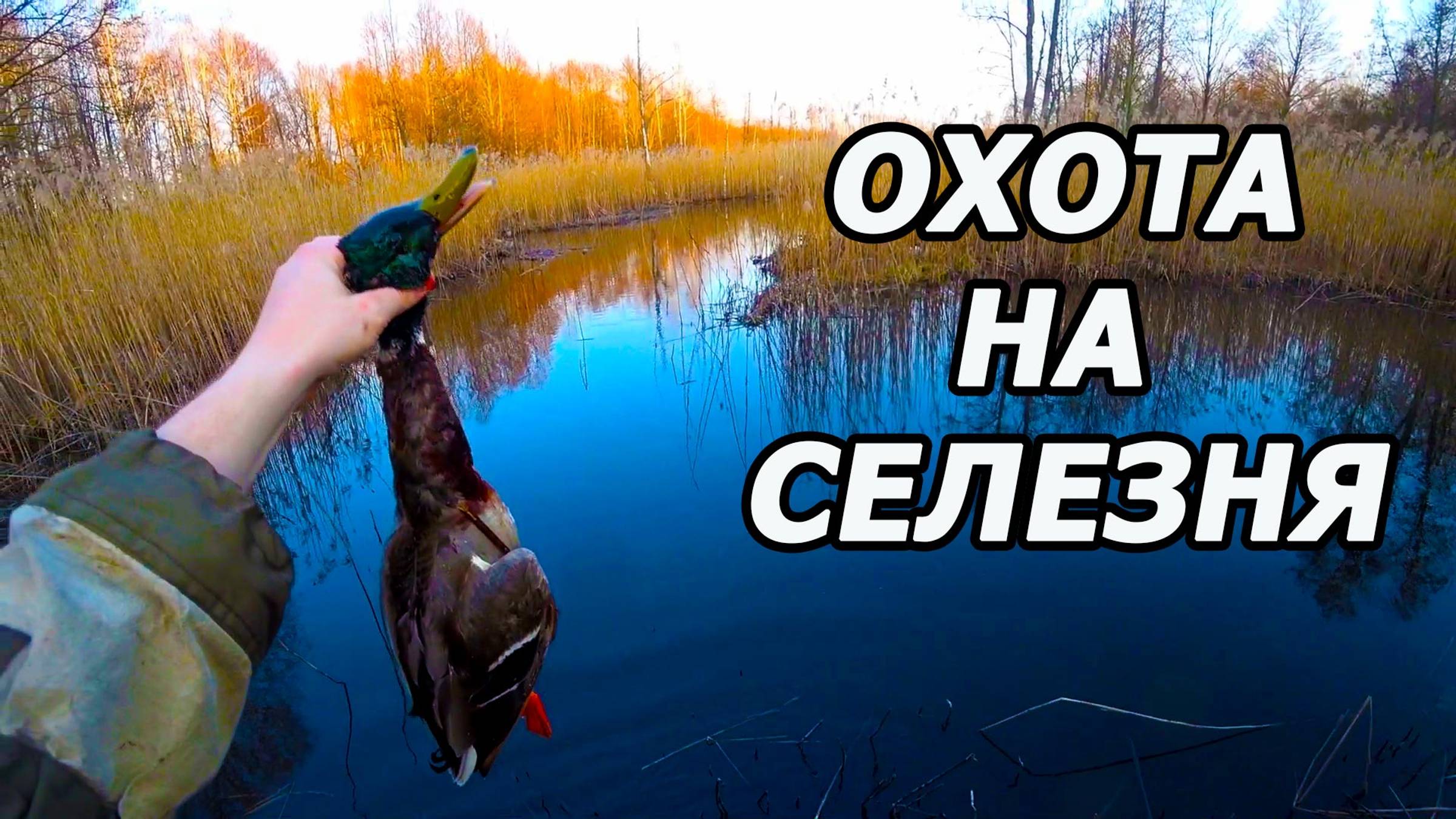 Охота на СЕЛЕЗНЯ с манком. дуплет