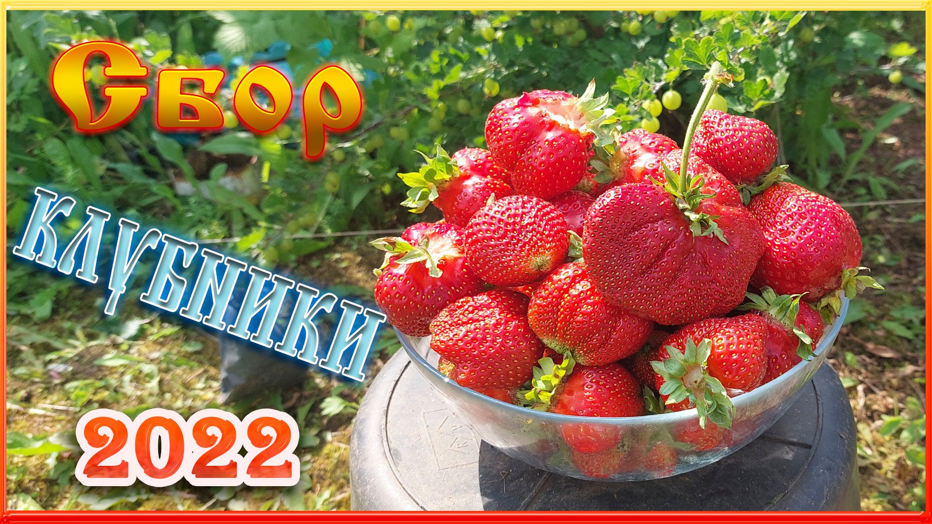 Сбор клубники 2022. Азия Радует вкусом и размером.