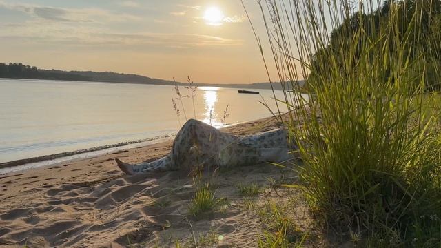 Соловьев-Седой, стихи Матусовского. Марина Соболева. Подмосковные вечера.