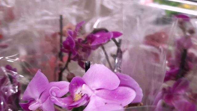 ОРХИДЕИ В АШАНЕ/КРАСНОДАР/
