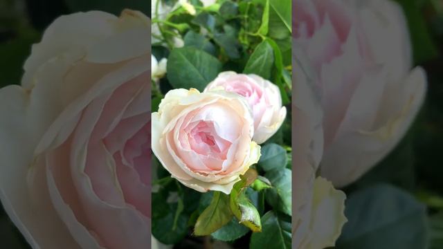 Earth Angel Rose | Soft pink pastel parfuma rose