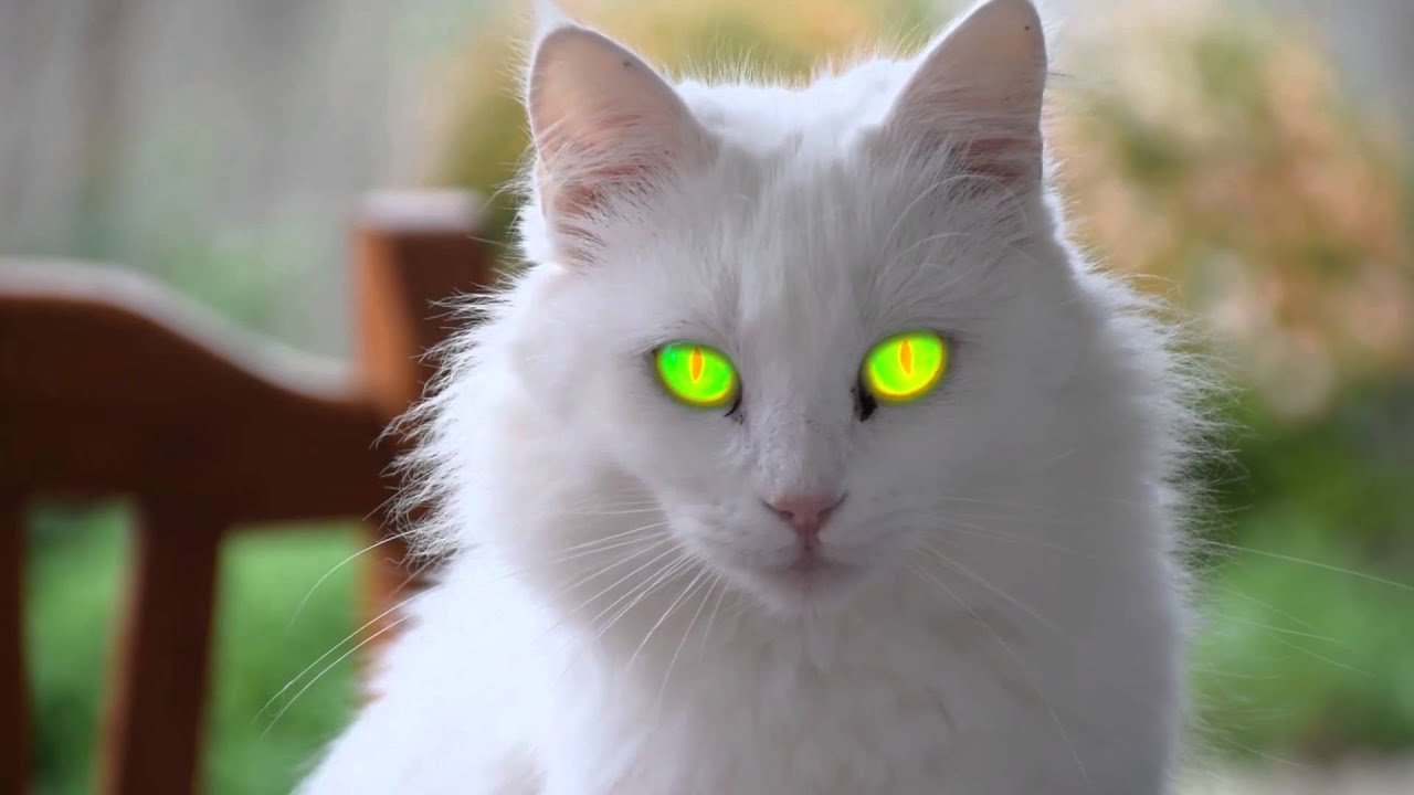 ВЕДЬМИН КОТ. МИСТИЧЕСКАЯ ИСТОРИЯ