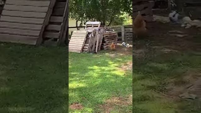 Эй, дружище! Подожди щас клюну! ???