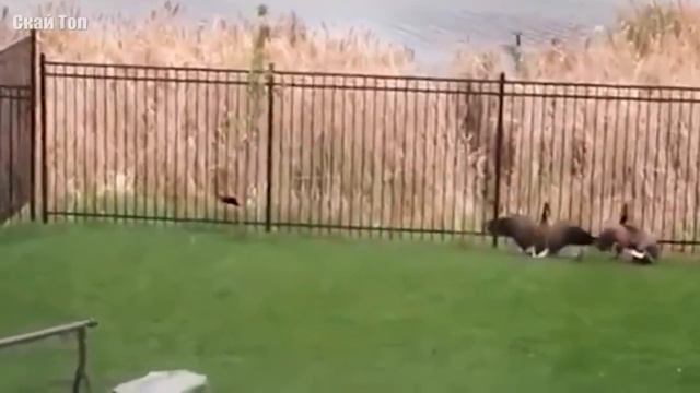 гусь.mp4