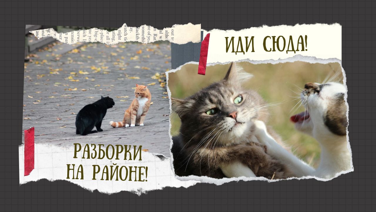 У котов свои разборки