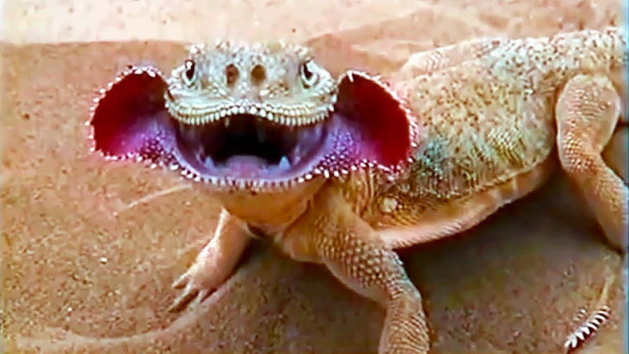 Нашествие ящериц 2. Подборка