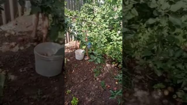 Хорошо в деревне летом! Как дети собирали я Блоки? Я ведро держу ))))