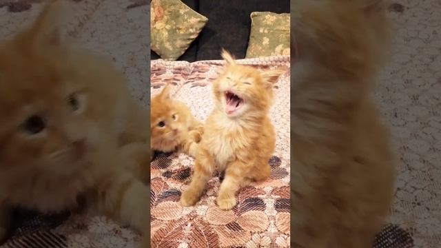 Котята мейн кун 1.5 месяца