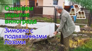 🍇 Снимаем зимнее укрытие. Зимовка с подвязанными лозами