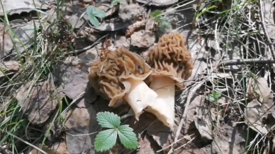 В двух шагах от г. ИВАНОВО