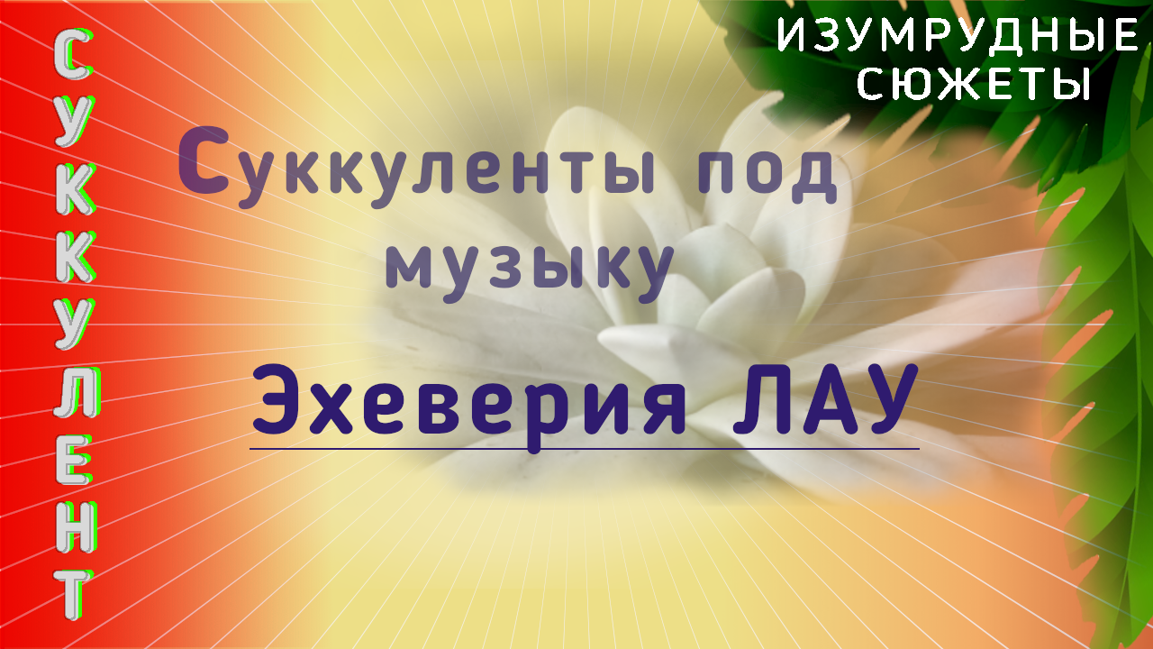 Суккуленты. ЭХЕВЕРИЯ Лау. СУККУЛЕНТЫ Под Музыку.