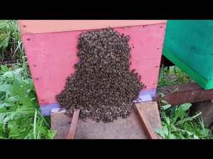 На моей пасеке завелась семья с пчёлами воровками. Что делать?