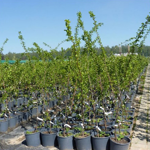 Как получить сразу много саженцев растений #garden #seedling #crop production