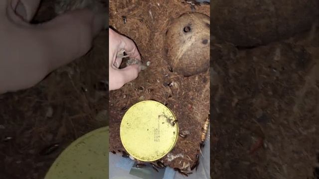 Чем кормлю тараканов и зофобас? ?