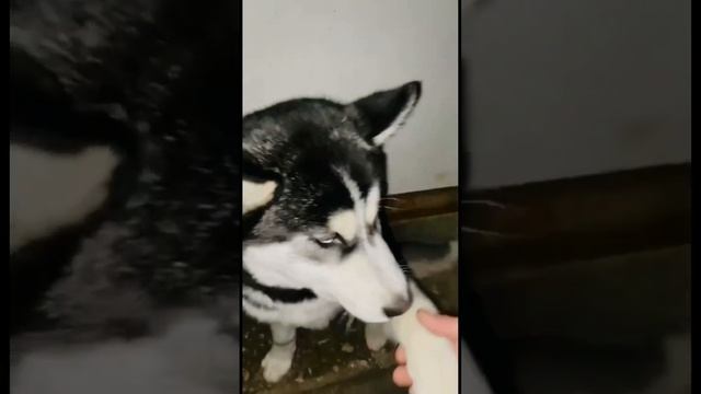 Лапу дай  #умныеживотные #husky #shorts