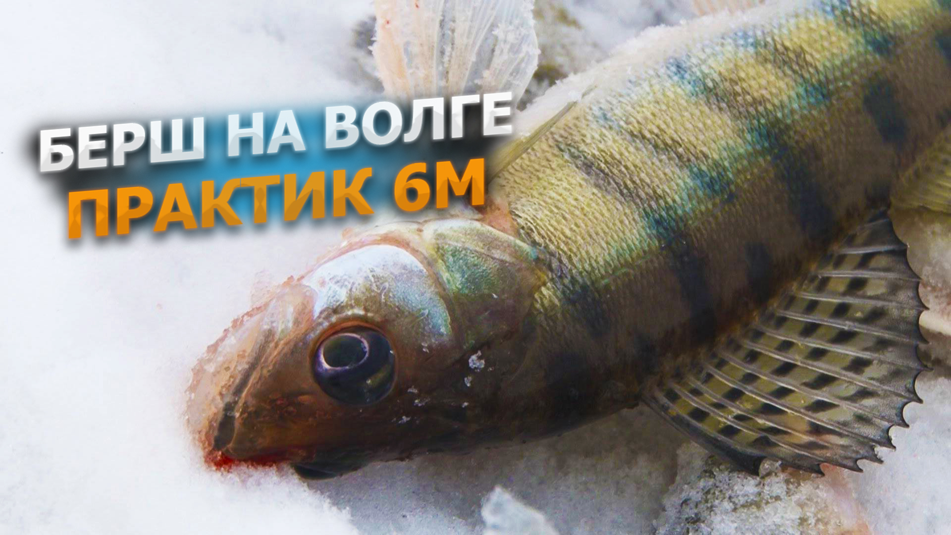 БЕРШ И СУДАК НА БЛЕСНЫ || ПОДЪЕМЫ В ЭХОЛОТЕ ПРАКТИК
