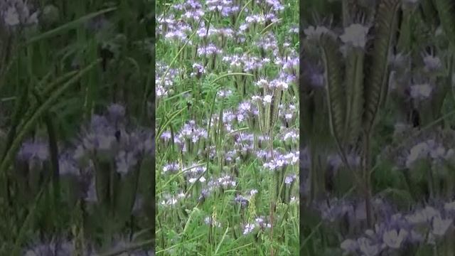 Фацелия