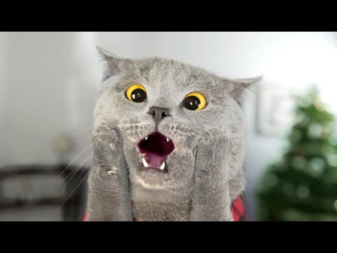 Самые смешные котики #8