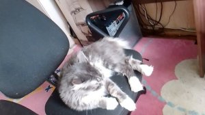 VID_20230722_131309.mp4