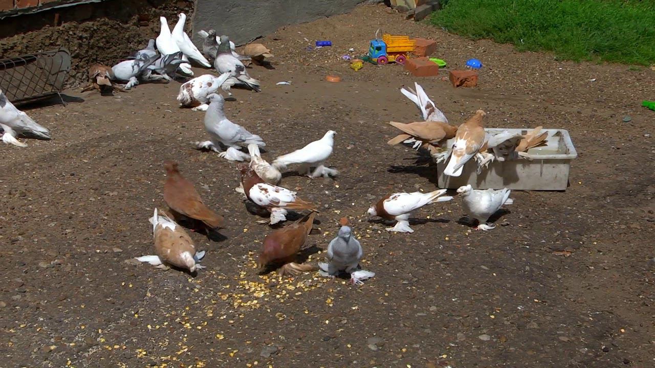 Голуби и немного о жизни. У Ивлева Евгения 26.07.2019. Ч.1