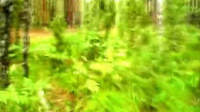 За грибами и ягодами на велосипеде 25 июня 2016.mp4