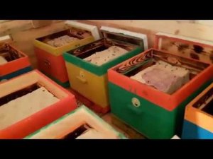 Проверка зимовки пчёл 15.02.2020