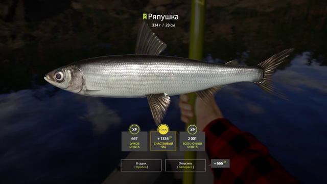 Ряпушка рыбалка на Куори
