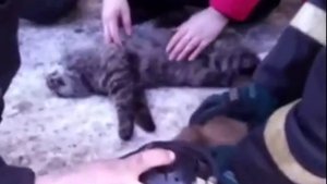 Дыши, котик, дыши!