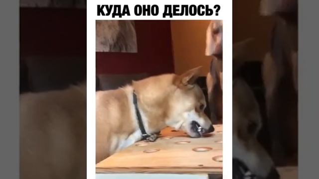 Дразнят собаку сосиской, она в бешенстве