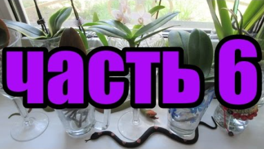 ???Орхидеи в воде спустя 6 месяца. Часть 6  Orchids in water after 6 months..mp4