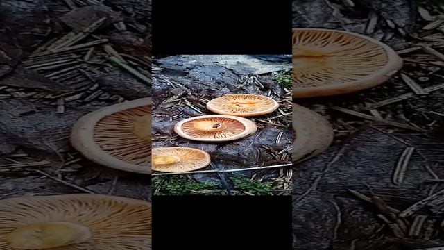 Молодые рыжики