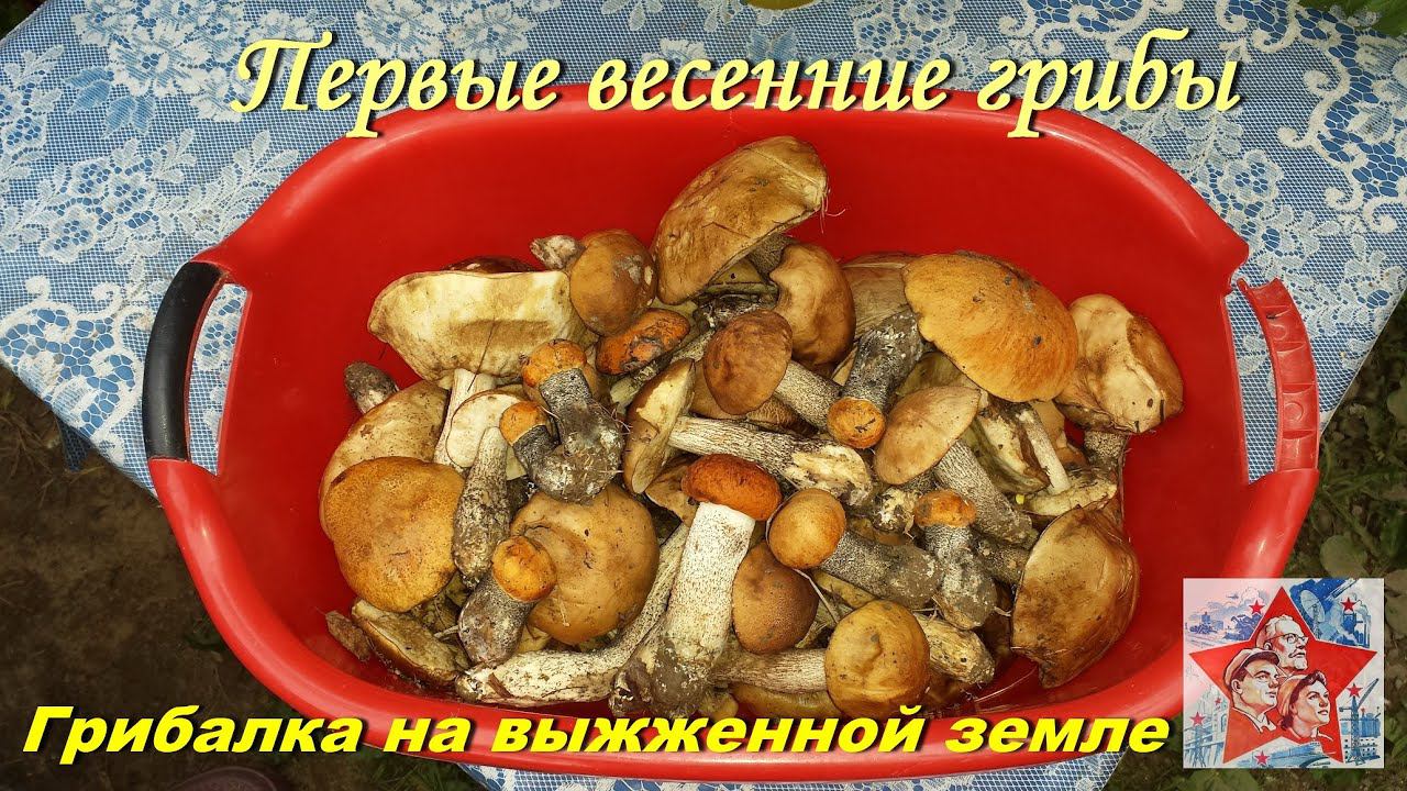 Грибалка на выжженной земле. Первые грибы. Тихая охота 2016. 05.06.2016. Архив.