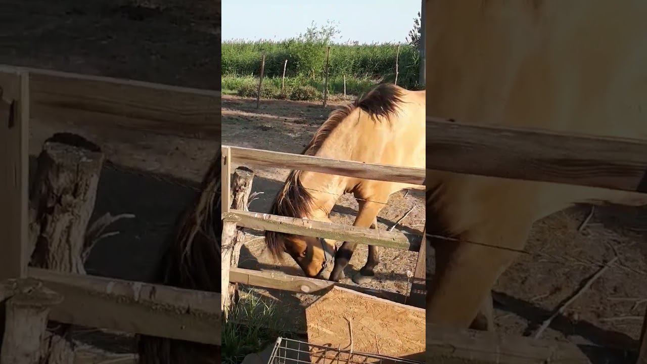 Индюшата, цыплята, гусята и Ко