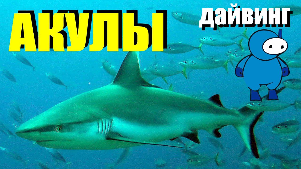 Shark World