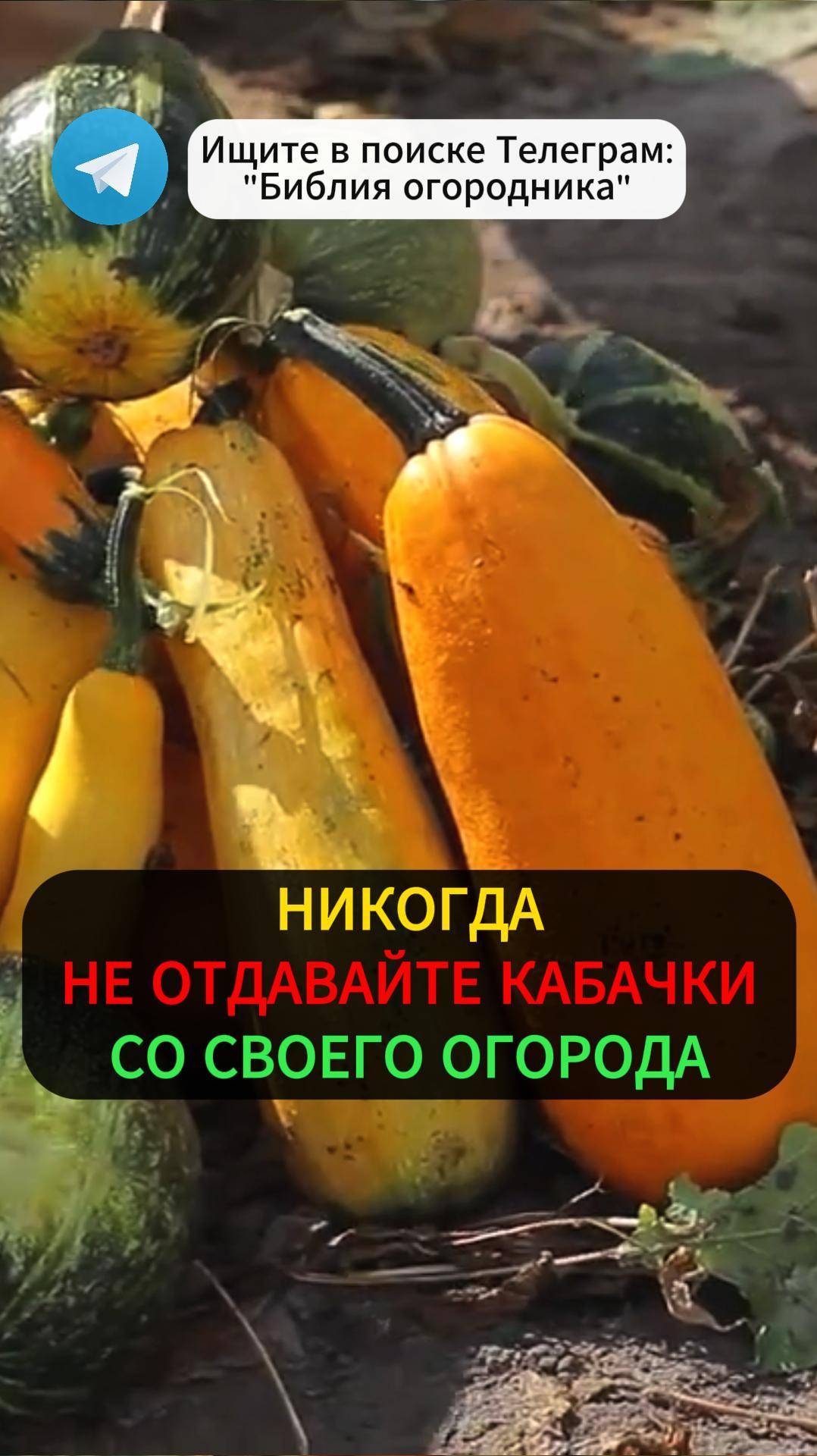 Вы ПОТЕРЯЕТЕ ВЕСЬ Урожай! Не Отдавайте Кабачки со своего Огорода
#кабачки #рецепткабачков #огород