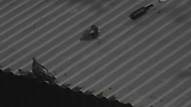 Голуби на крыше 54684684458 DSCN5700