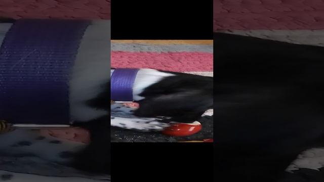 Взять яйцо в свои лапы и грызть.mp4