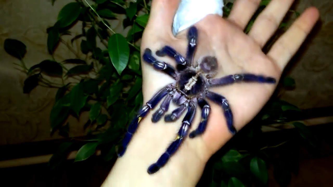 Нашествие пауков 6. Подборка