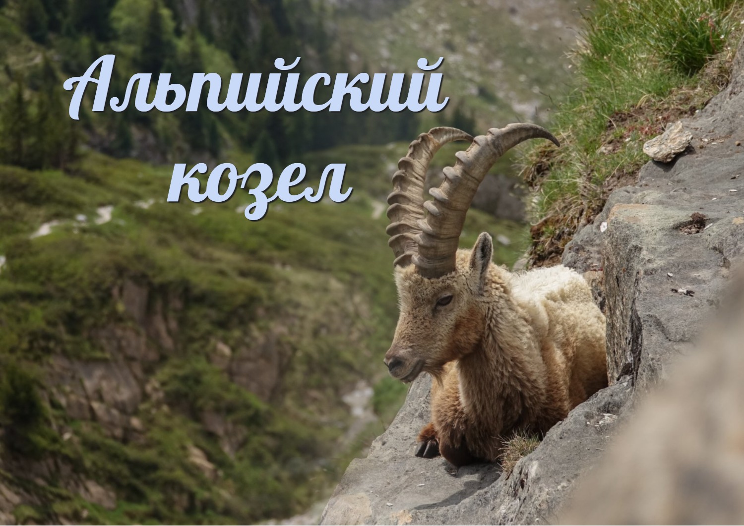 The Hunter classic(Альпийский козел)