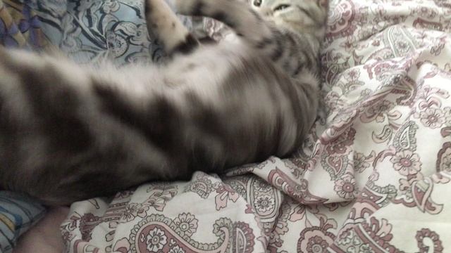 Дурашка умывашка