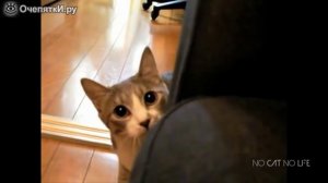 Много-много смешных и трогаетльных котиков