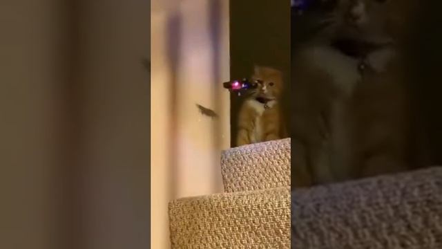 Кошки против кибернетики.