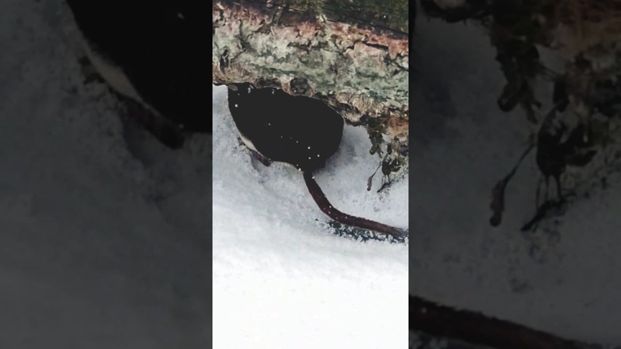 Что за ЗВЕРЬ напугавший РЫБАКА?! 🤣🤣🤣 #shorts #new