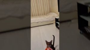 Абиссинский кот приносит мяч как пёс--Abysinian cat carring a ball like a dog:)