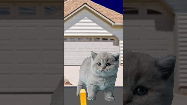 Недели котёнок Shorts (14)