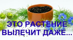 Король всех растений: Вылечит Даже...